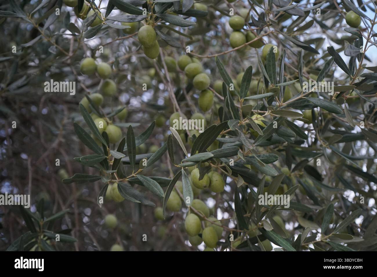 The olive, botanical name Olea europaea (meaning "European olive"), is ...