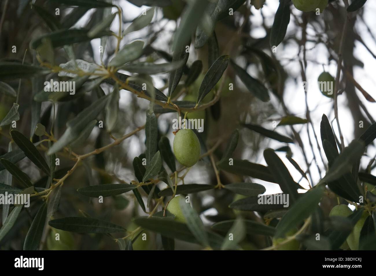 The olive, botanical name Olea europaea (European olive), is a species ...