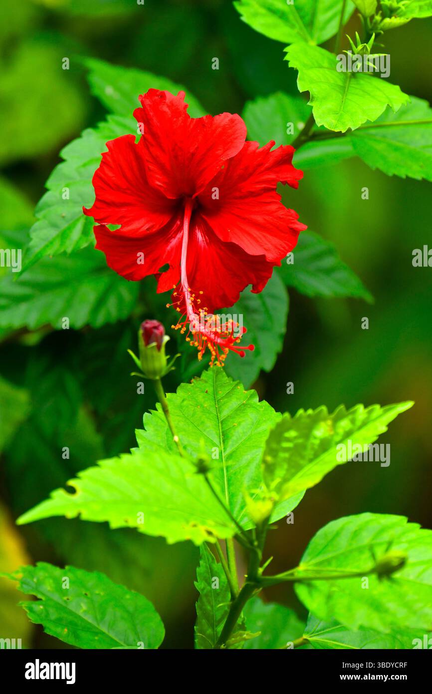 Hibiscus flower,Ishigaki island,Okinawa Prefecture,Japan,Asia Stock ...