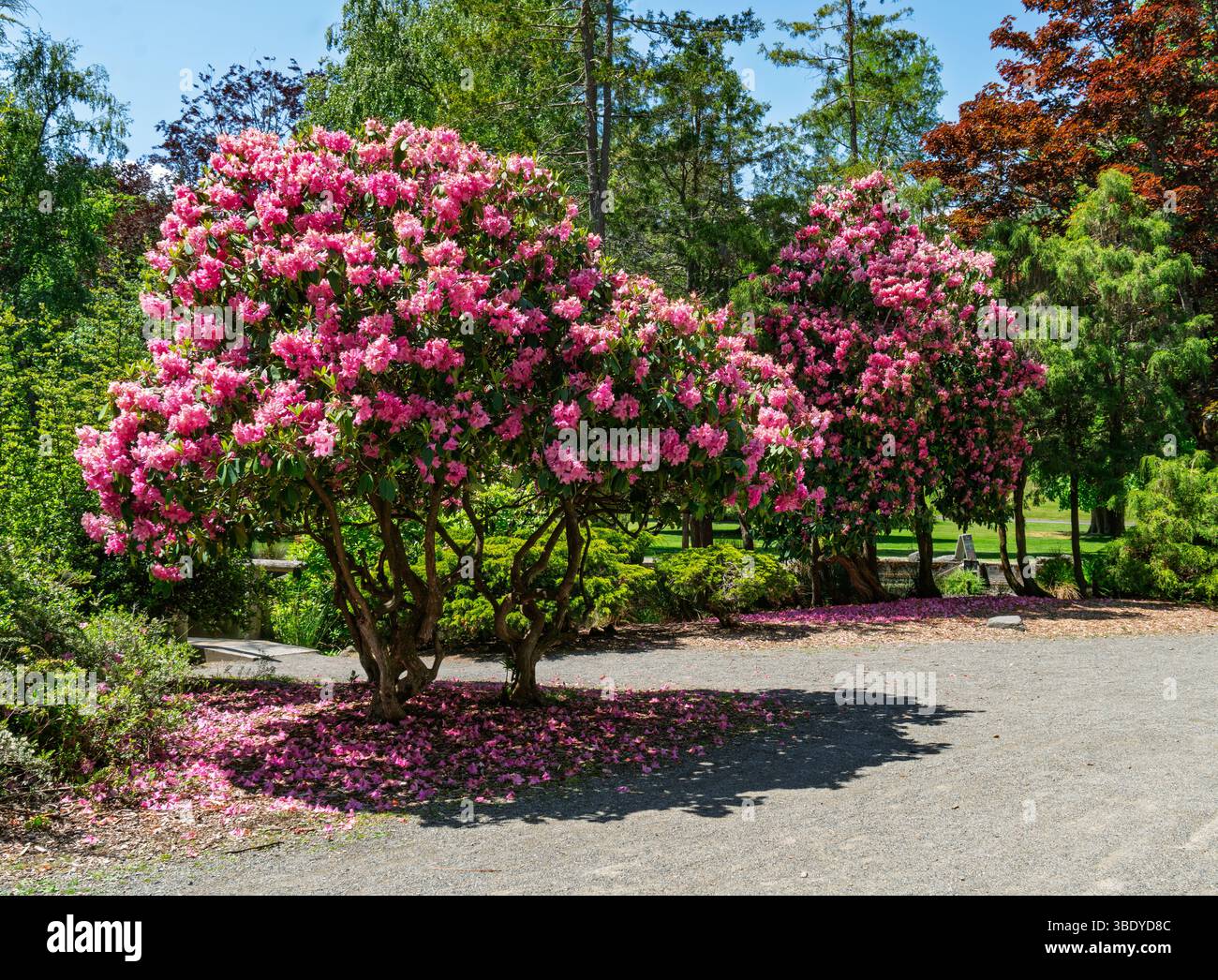 A veiw fo beautiful Rhododendron flowers at Point Defiance Park in ...