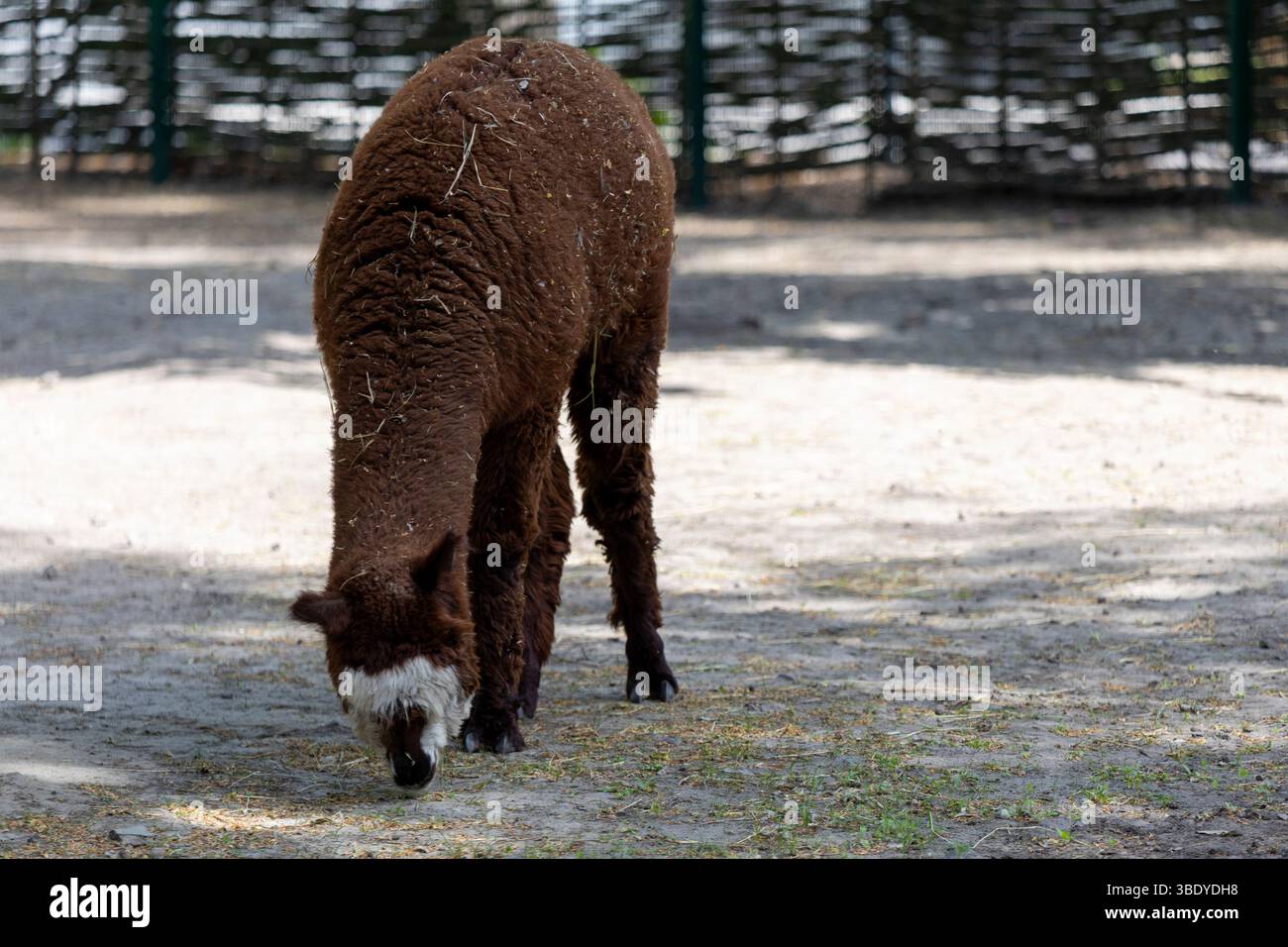 Woolly brown alpaca grazing peacefully hi-res stock photography and ...