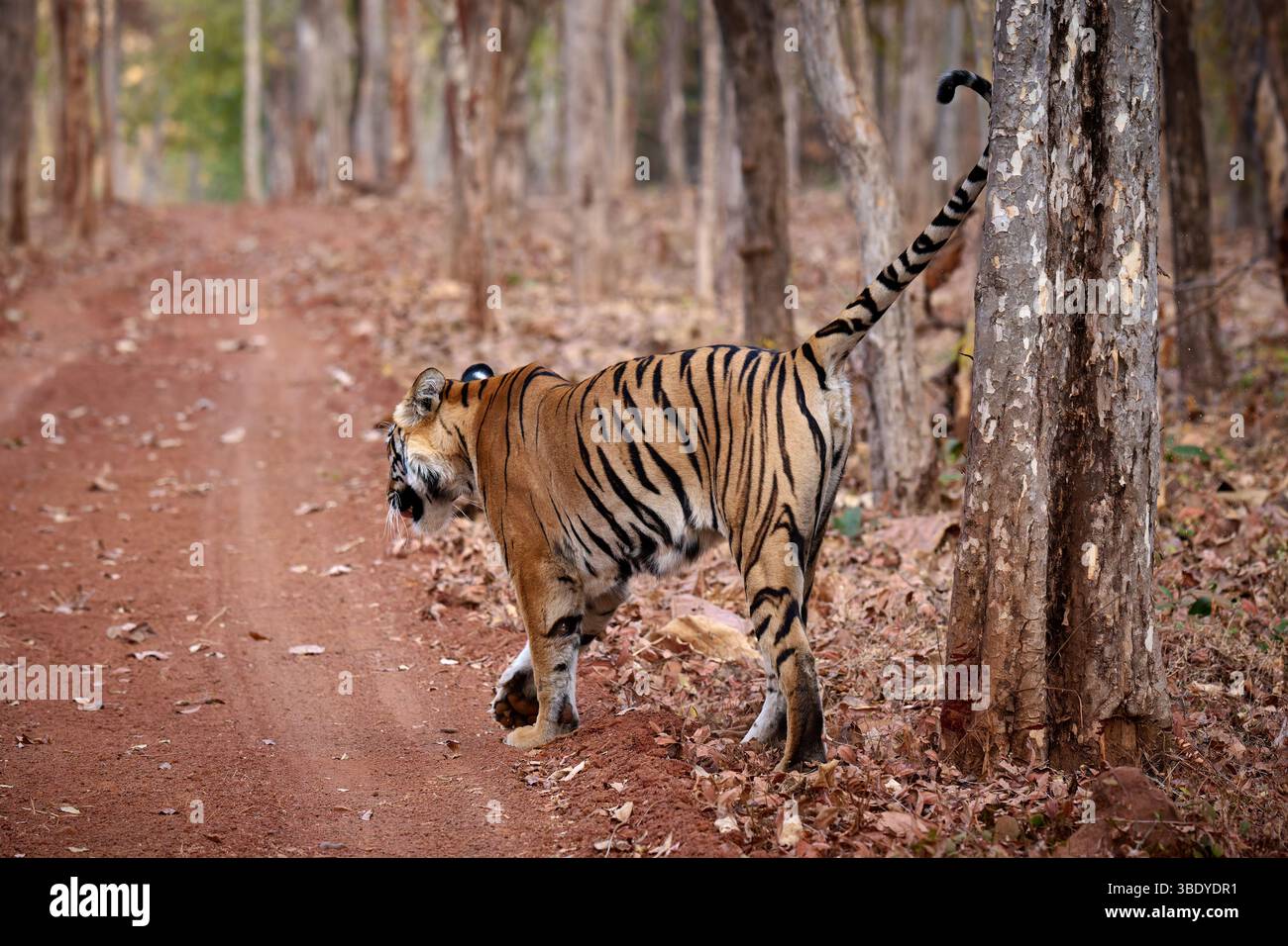 Bengal tiger (Panthera tigris tigris) marking territory, Tadoba-Andhari ...