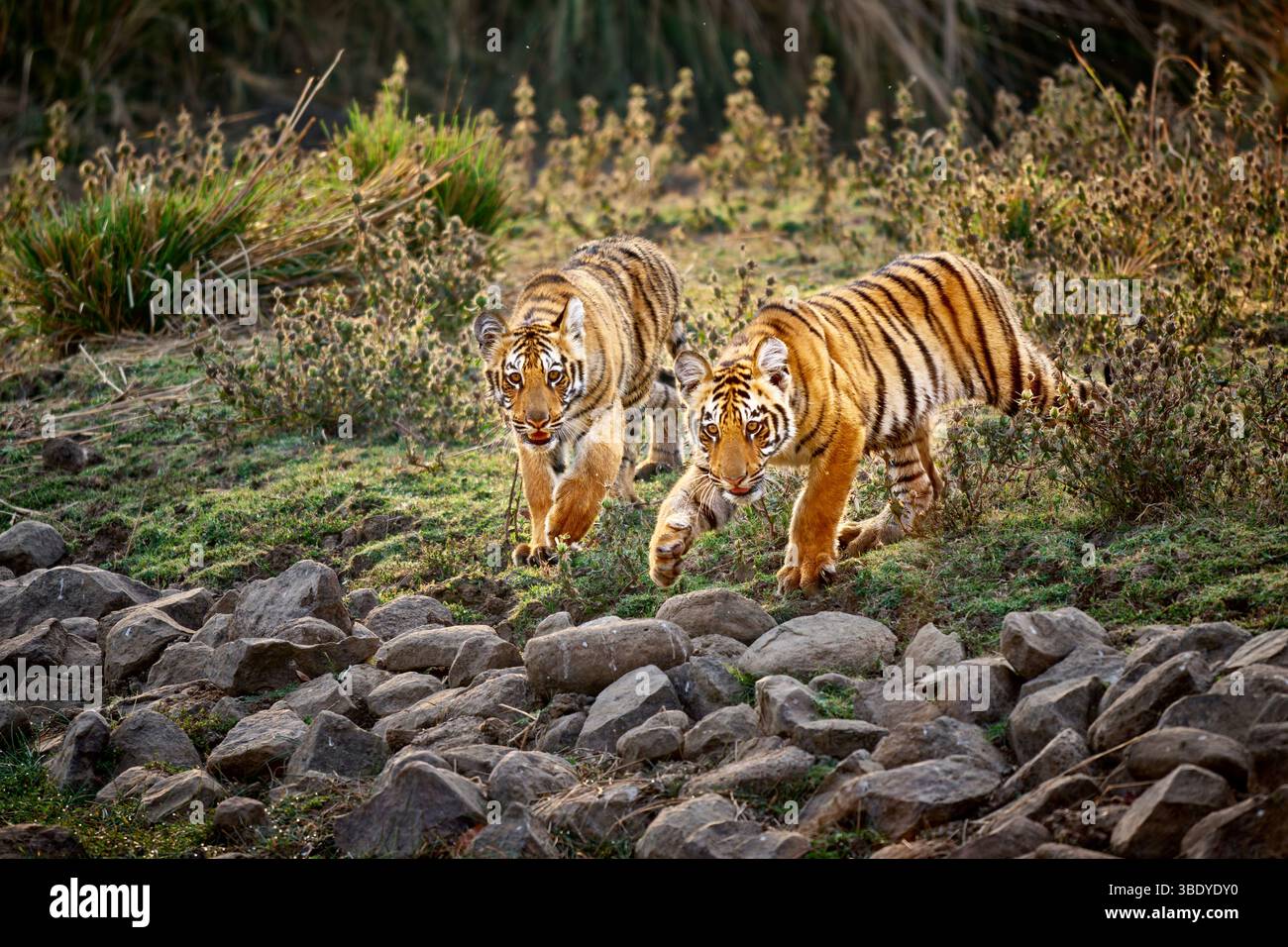 Bengal tiger (Panthera tigris tigris) two walking cubs, Tadoba-Andhari ...