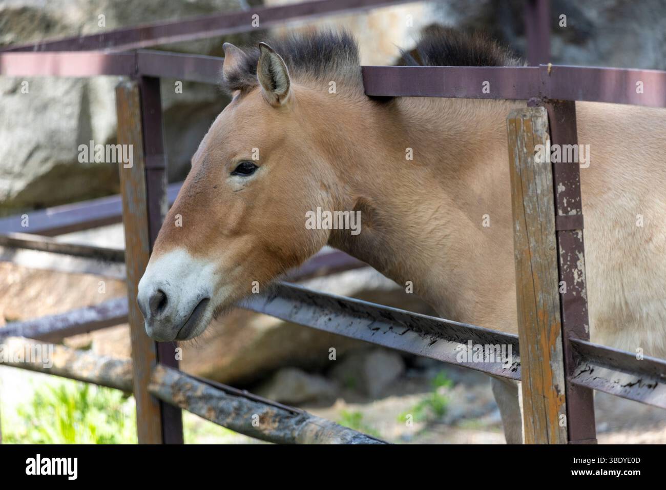 A curious Przewalski horse peeks out from behind a rustic fence, its ...