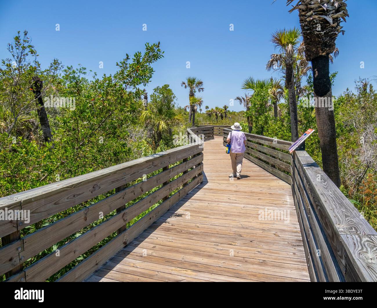 Big Cypress Bend Boardwalk in Fakahatchee Strand Preserve State Park in ...