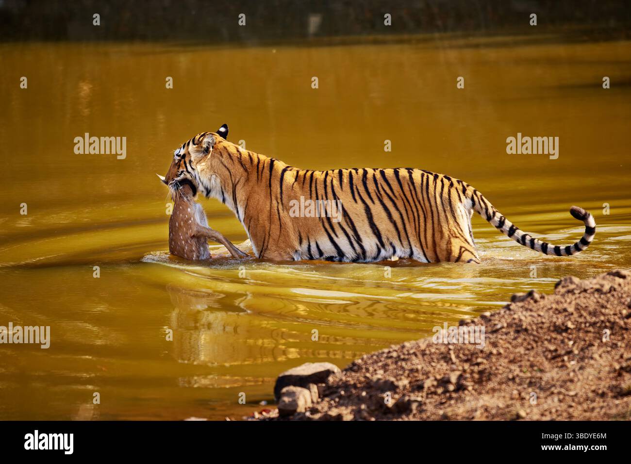 Bengal tiger (Panthera tigris tigris) with prey in mouth crossing a lake, Tadoba-Andhari Tiger ...