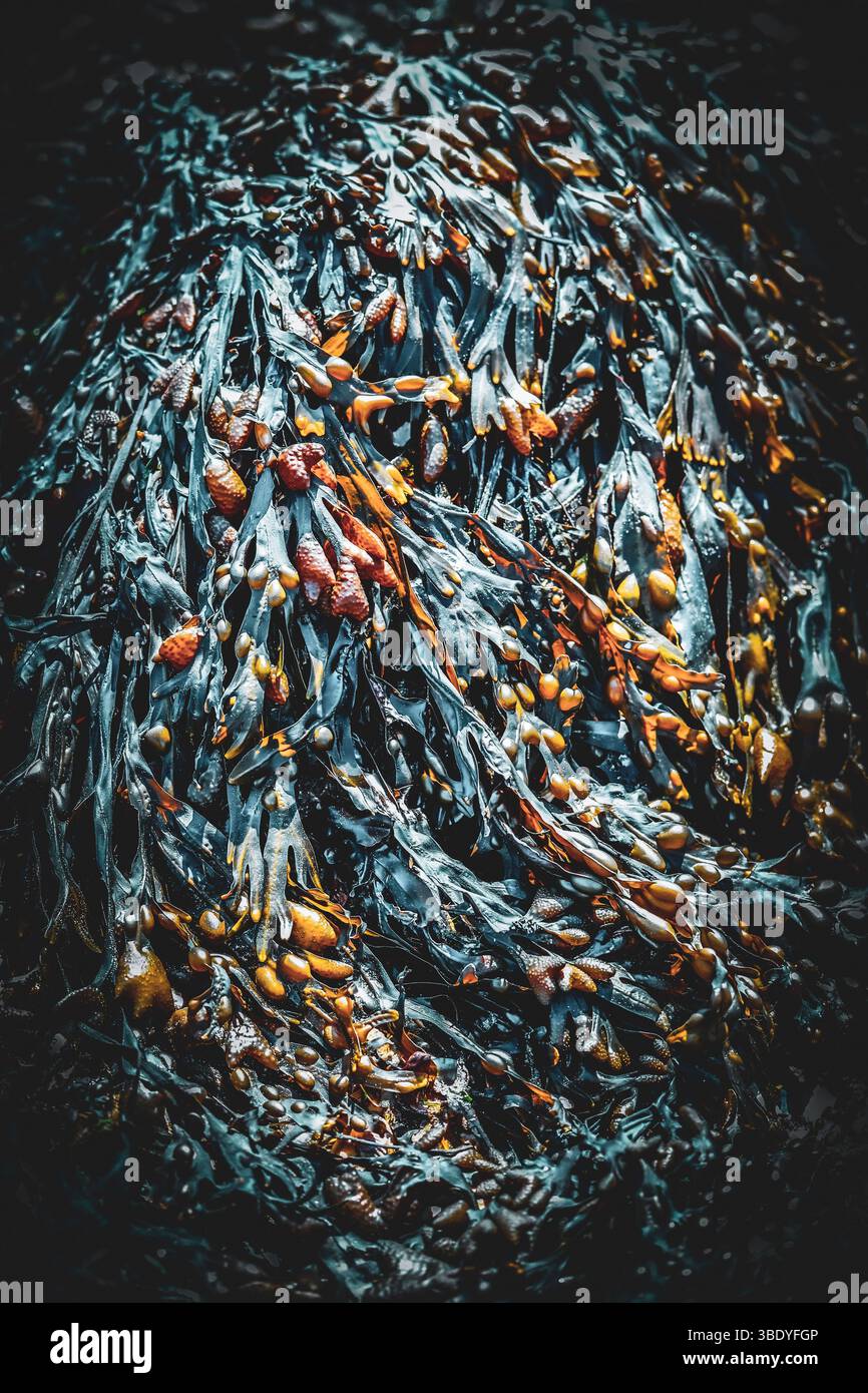 Egg wrack sea weed beach hi-res stock photography and images - Alamy