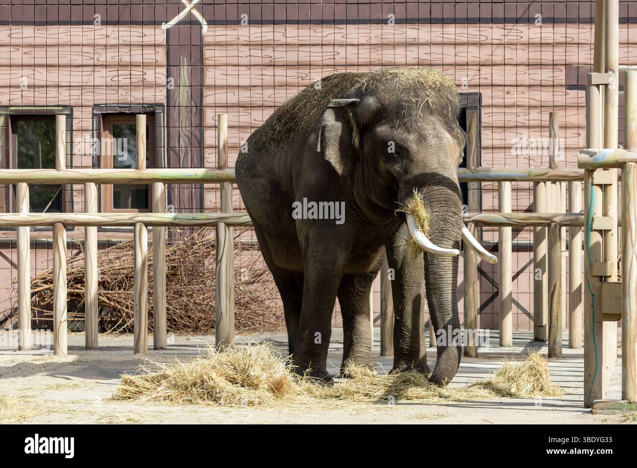 A large Indian elephant munches on a pile of hay, using its trunk with ...