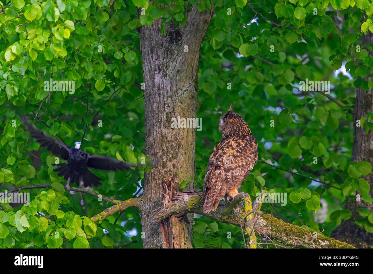 Bubo bubo attacking hi-res stock photography and images - Alamy