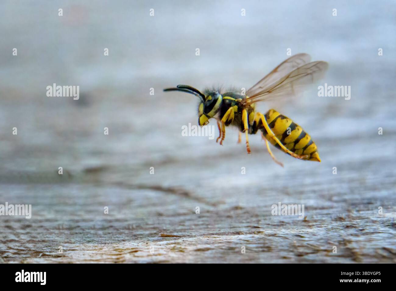 Common wasp close-up in natural habitat. A social insect often seen ...