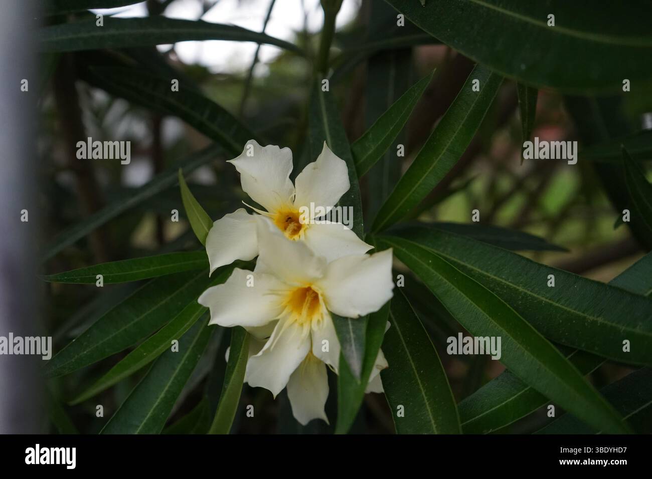 Nerium oleander commonly known as oleander or rosebay. is a shrub or ...