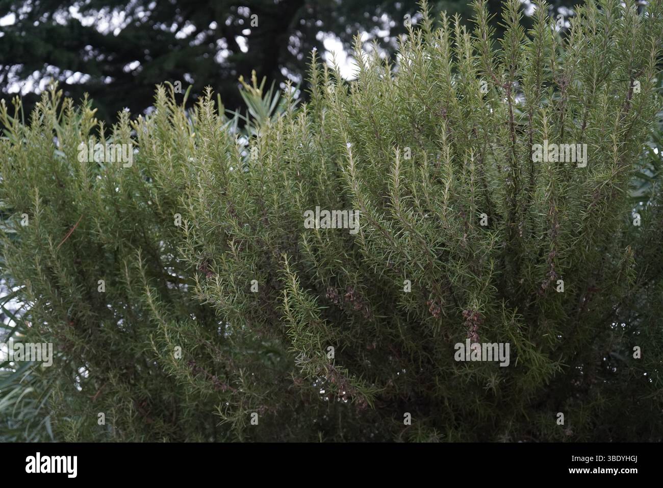 Salvia rosmarinus commonly known as rosemary, is a shrub with fragrant ...