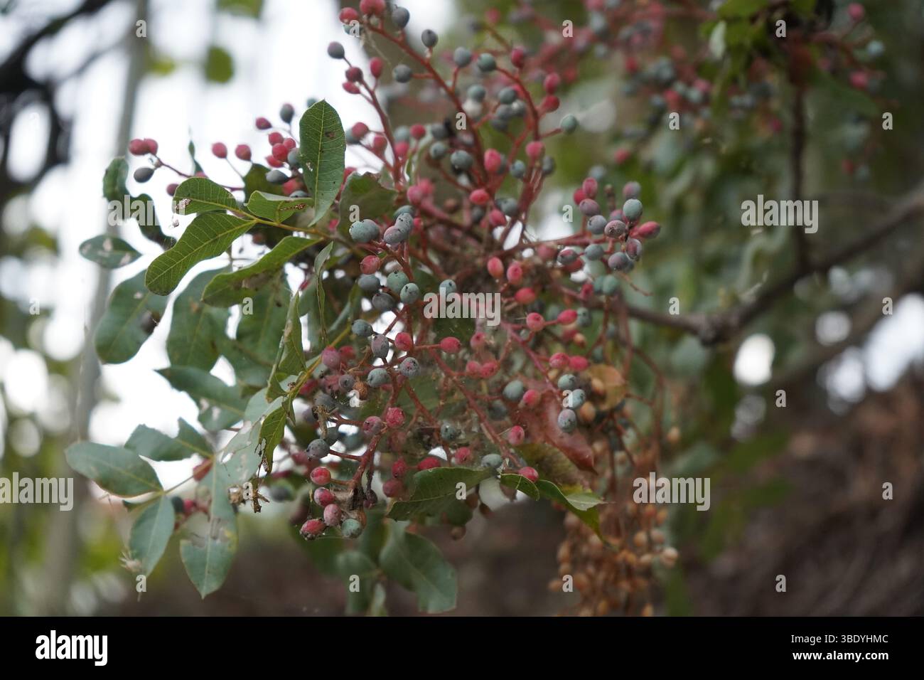 Terebinth tree hi-res stock photography and images - Alamy
