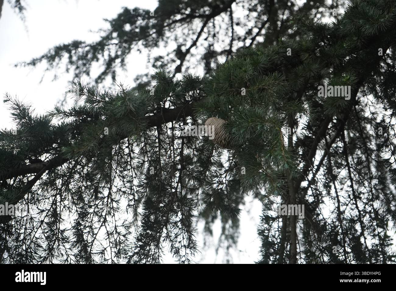 Cedrus deodara, the deodar cedar, Himalayan cedar, or deodar, is a ...