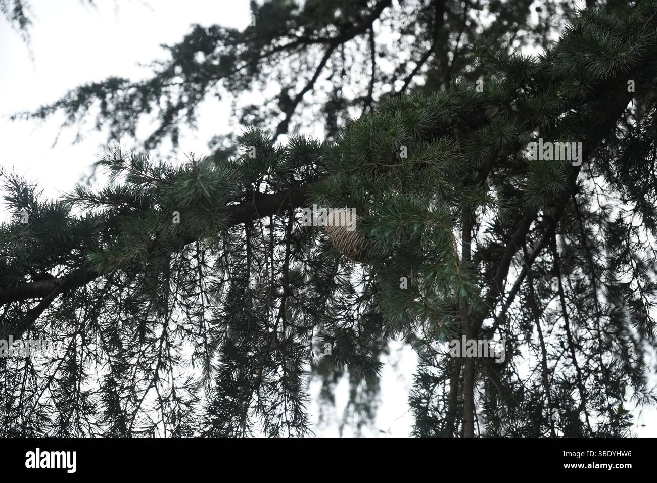 Cedrus atlantica branch cone hi-res stock photography and images - Alamy
