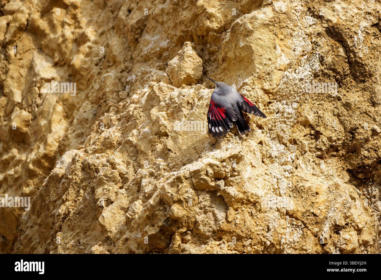 The wallcreeper is a rare and elusive mountain bird with striking ...