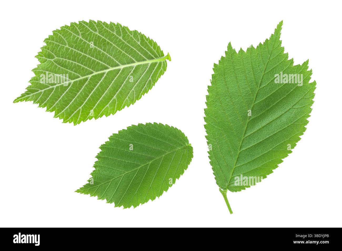 young elm leaves Isolated on white background. Top view. Flat lay Stock ...