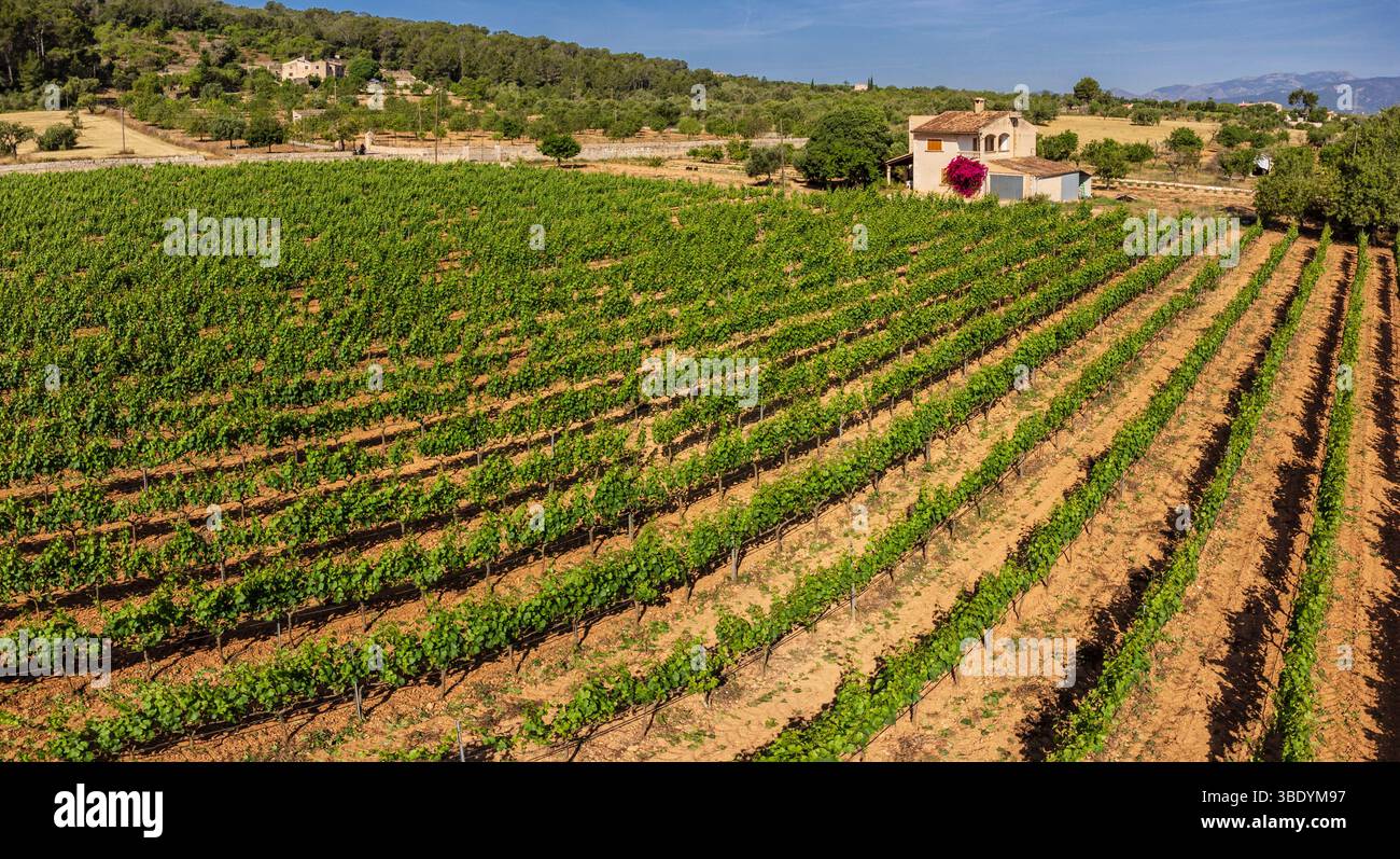 Vinya taujana hi-res stock photography and images - Alamy