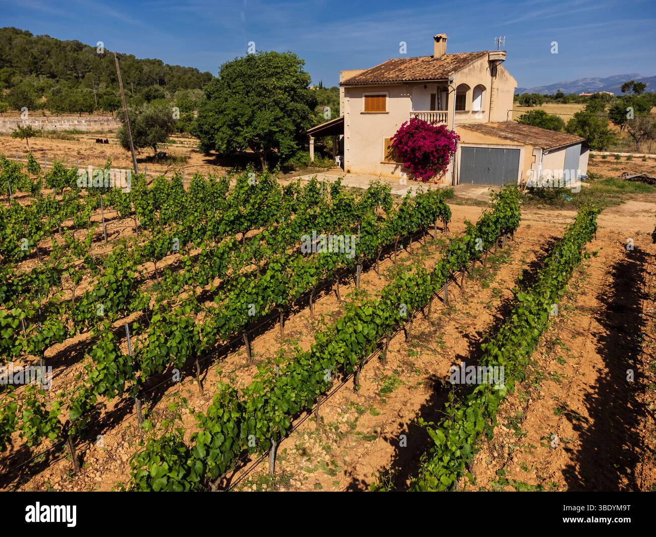 Vinya taujana hi-res stock photography and images - Alamy