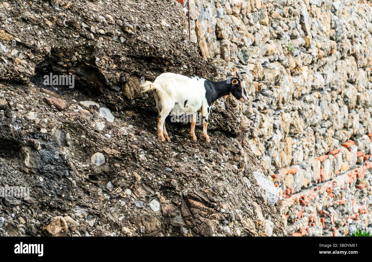 Goat Standing on Rocky Cliffside near Stone Wall Stock Photo - Alamy