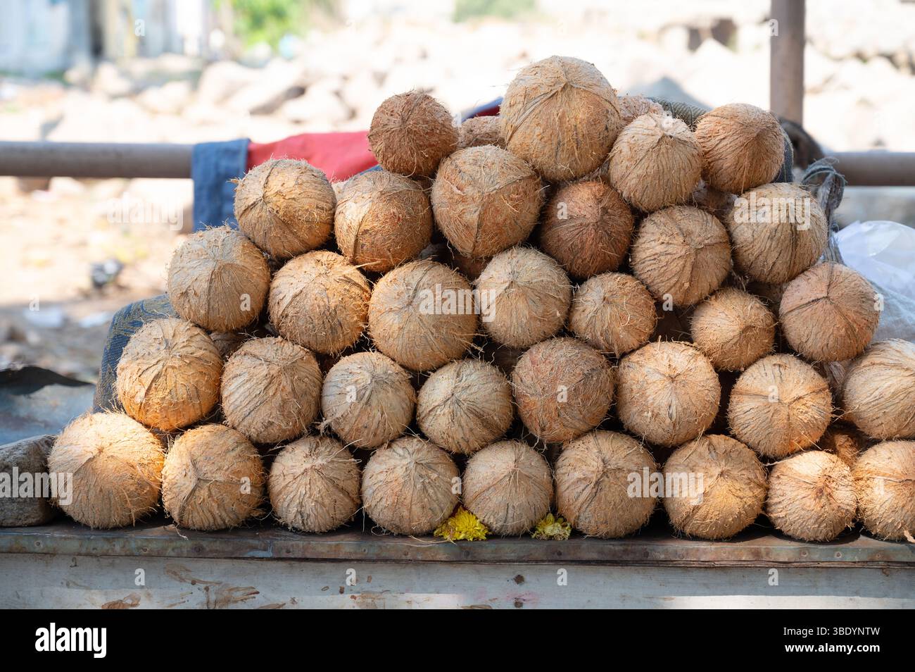 Fresh coconuts on a market stall in India, tropical fruit and milk ...