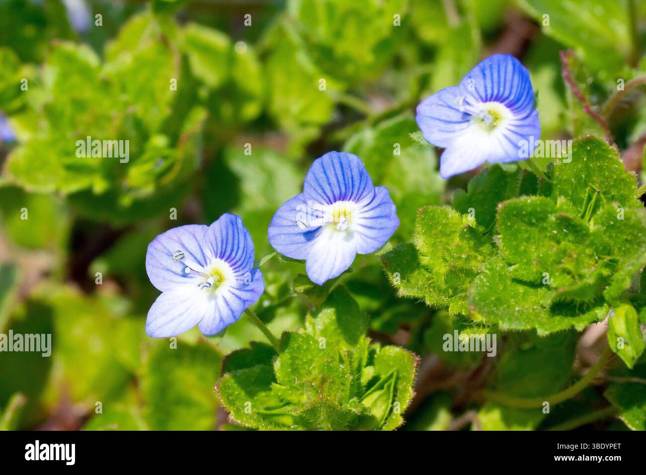 Common Field Speedwell (veronica persica), also Persian Speedwell ...