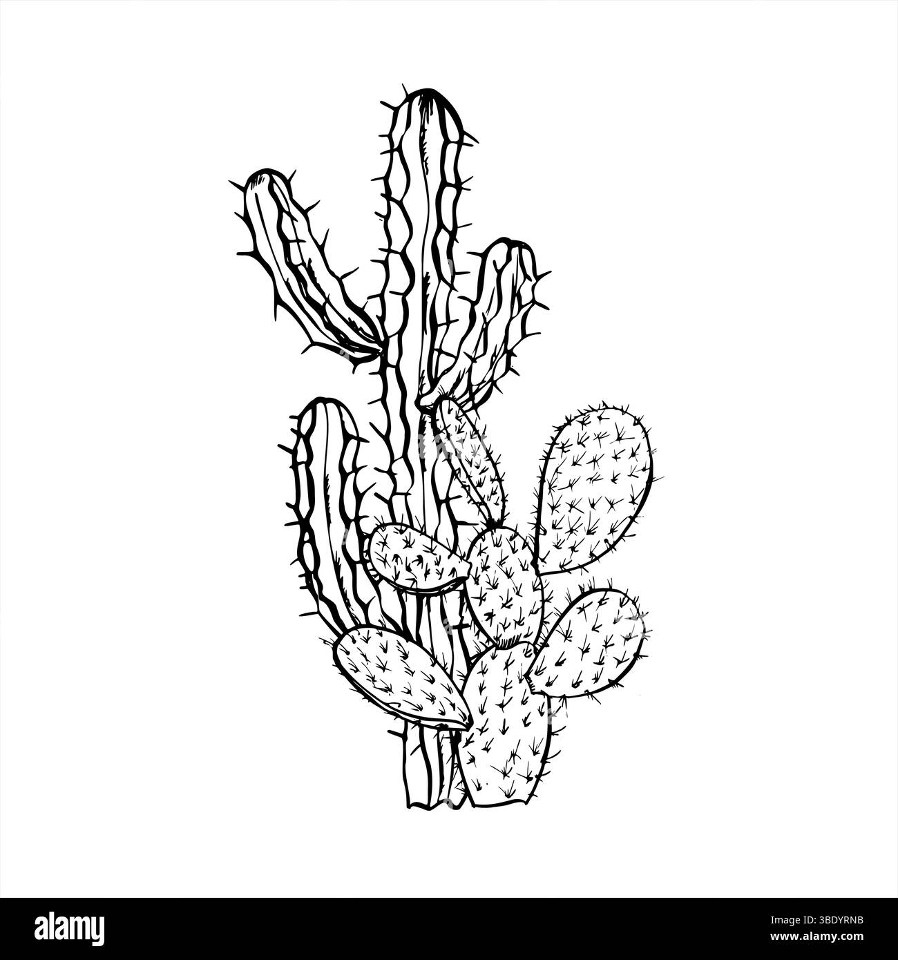 Spiky cacti monochrome vector composition painted by black inks. Opuntia and other cactus ...