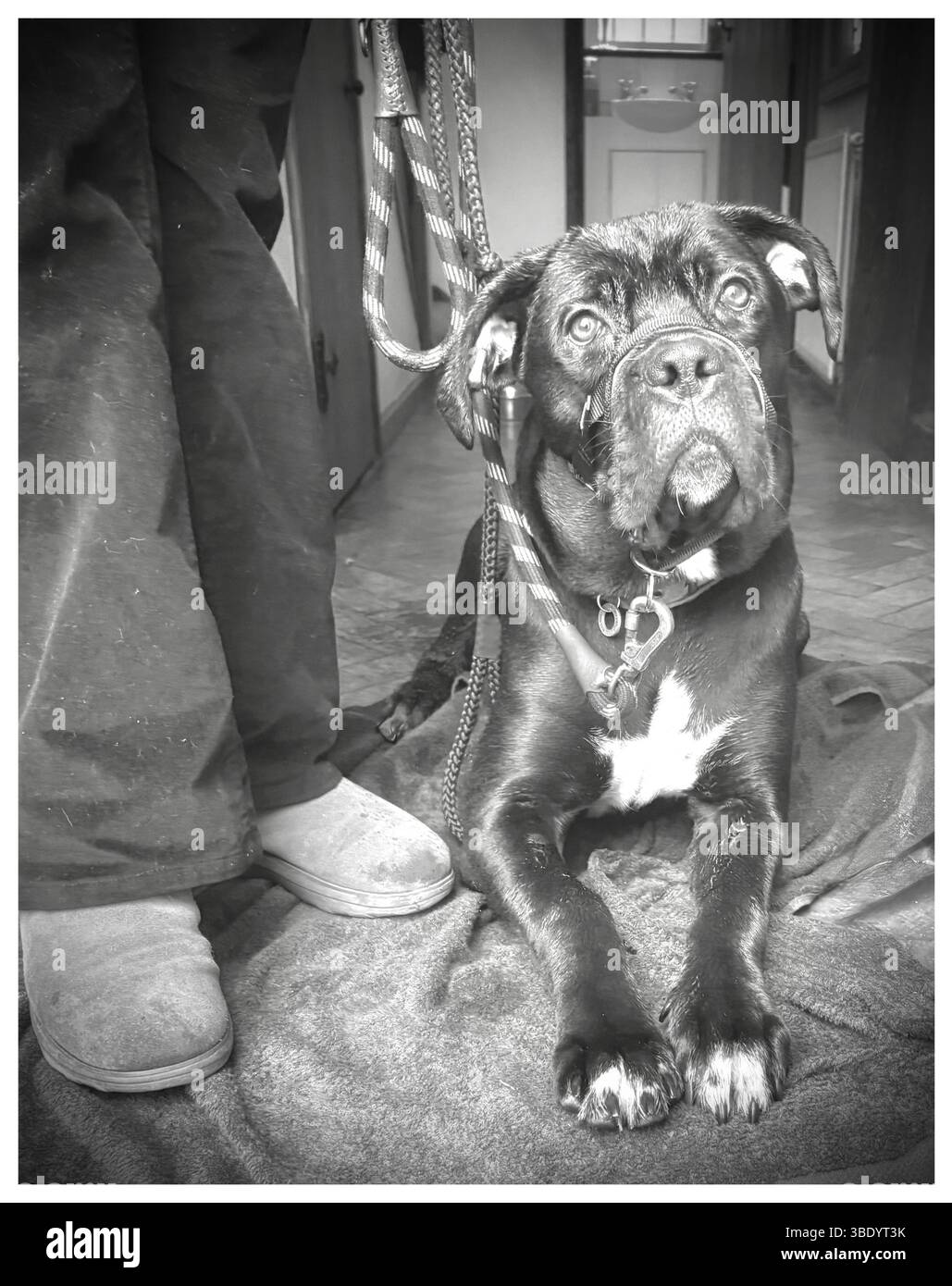 black dog lying down Stock Photo - Alamy