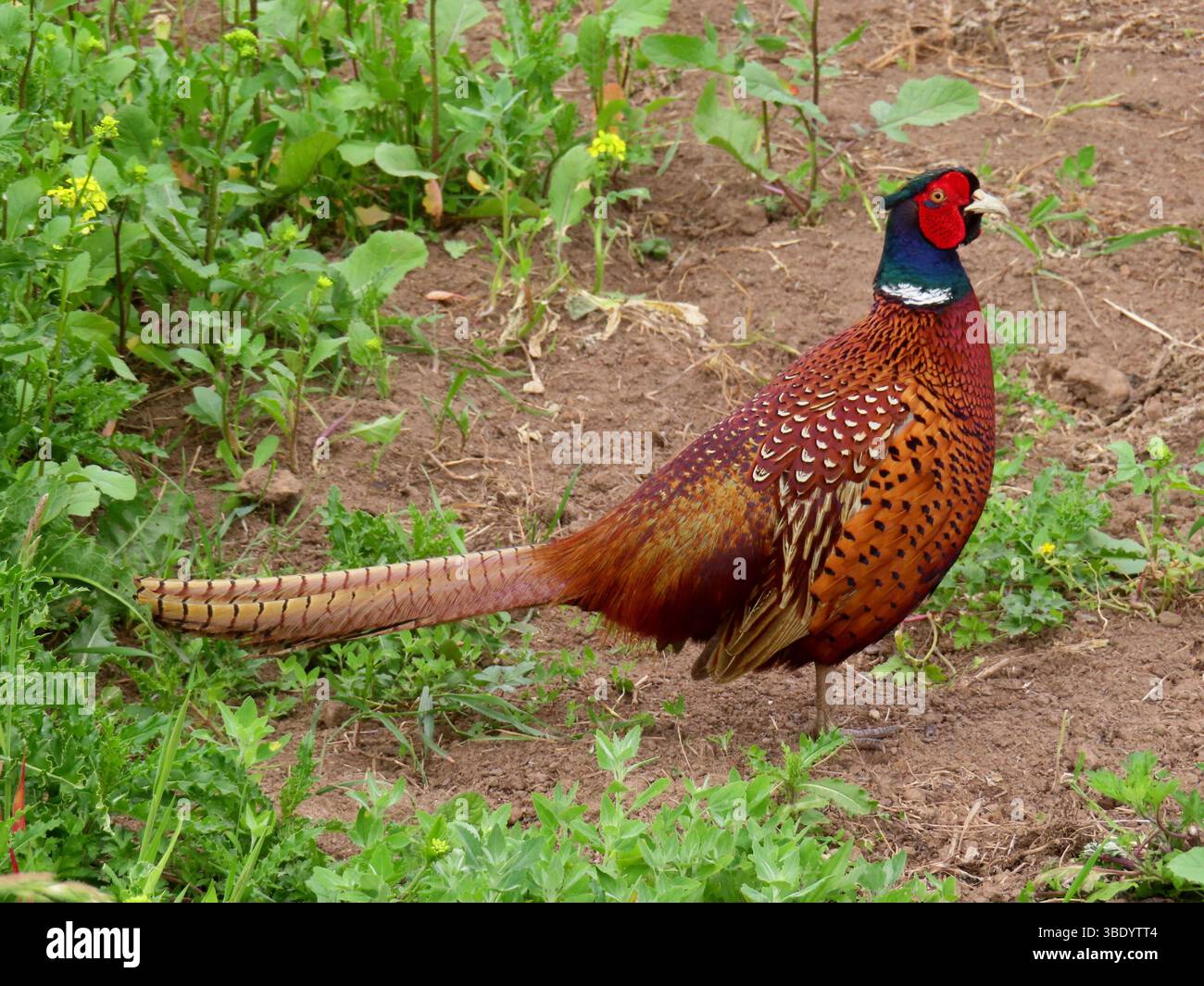 ...welch ein stattlicher und praeechtiger Vogel - dieser mongolische ...
