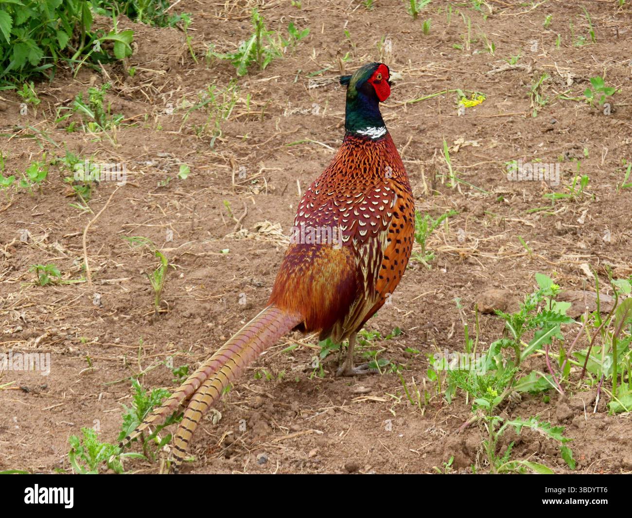 ...praechtig schaut er aus - der mongolische Ringfasan - in seinem ...
