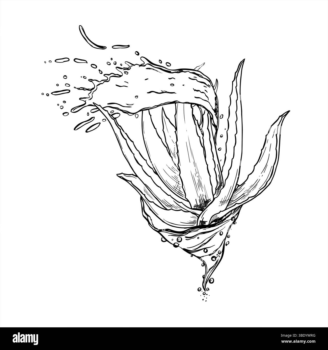 Vector monochrome aloe plant in swirling water tornado with flying ...