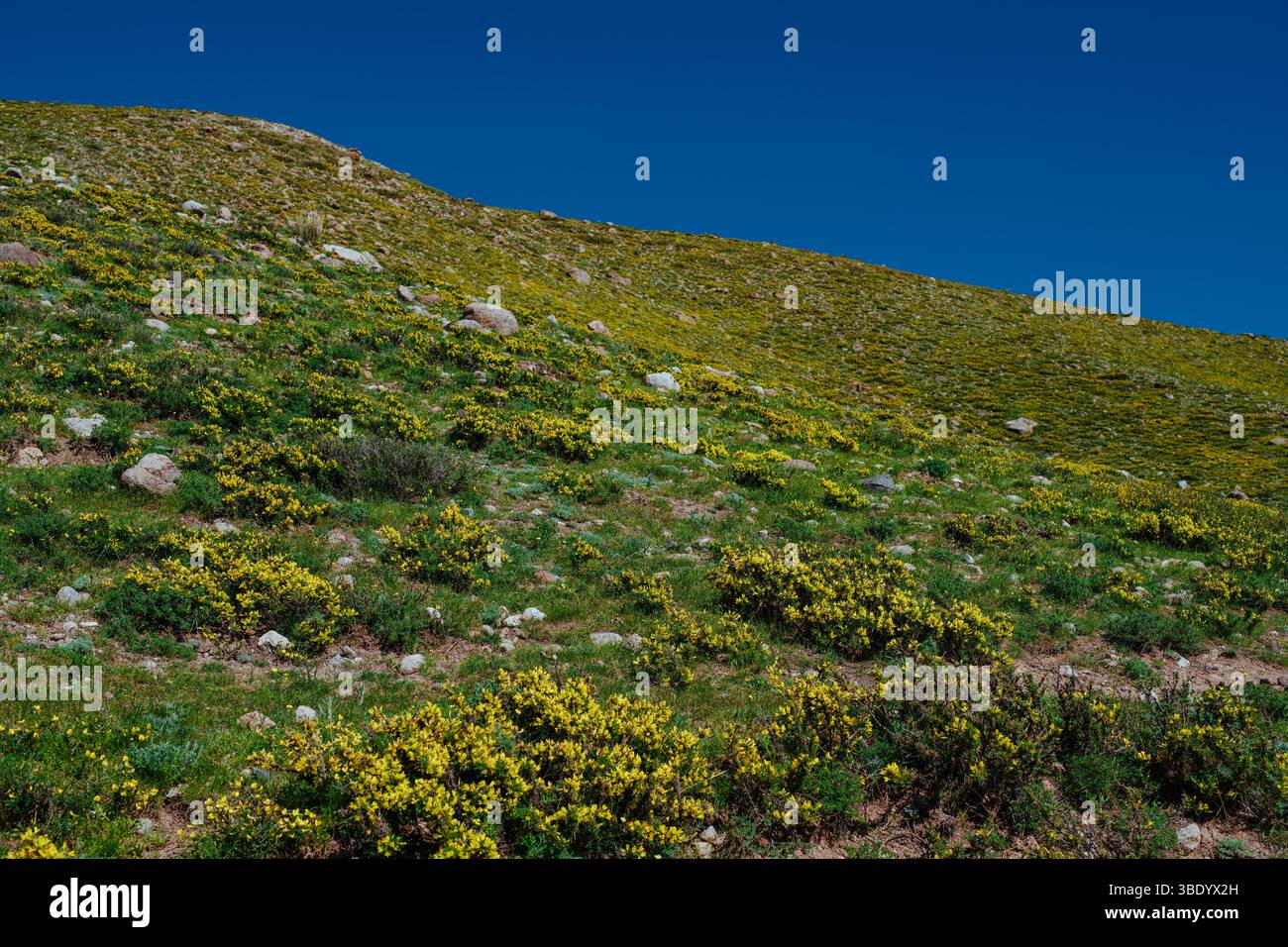 Flowering mountain hills in spring Stock Photo - Alamy