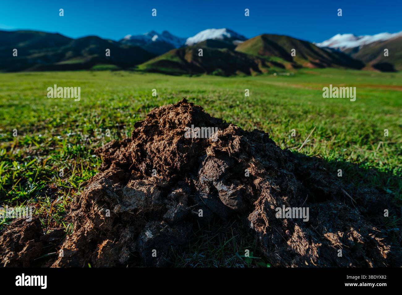 Cow dung mountain hi-res stock photography and images - Alamy