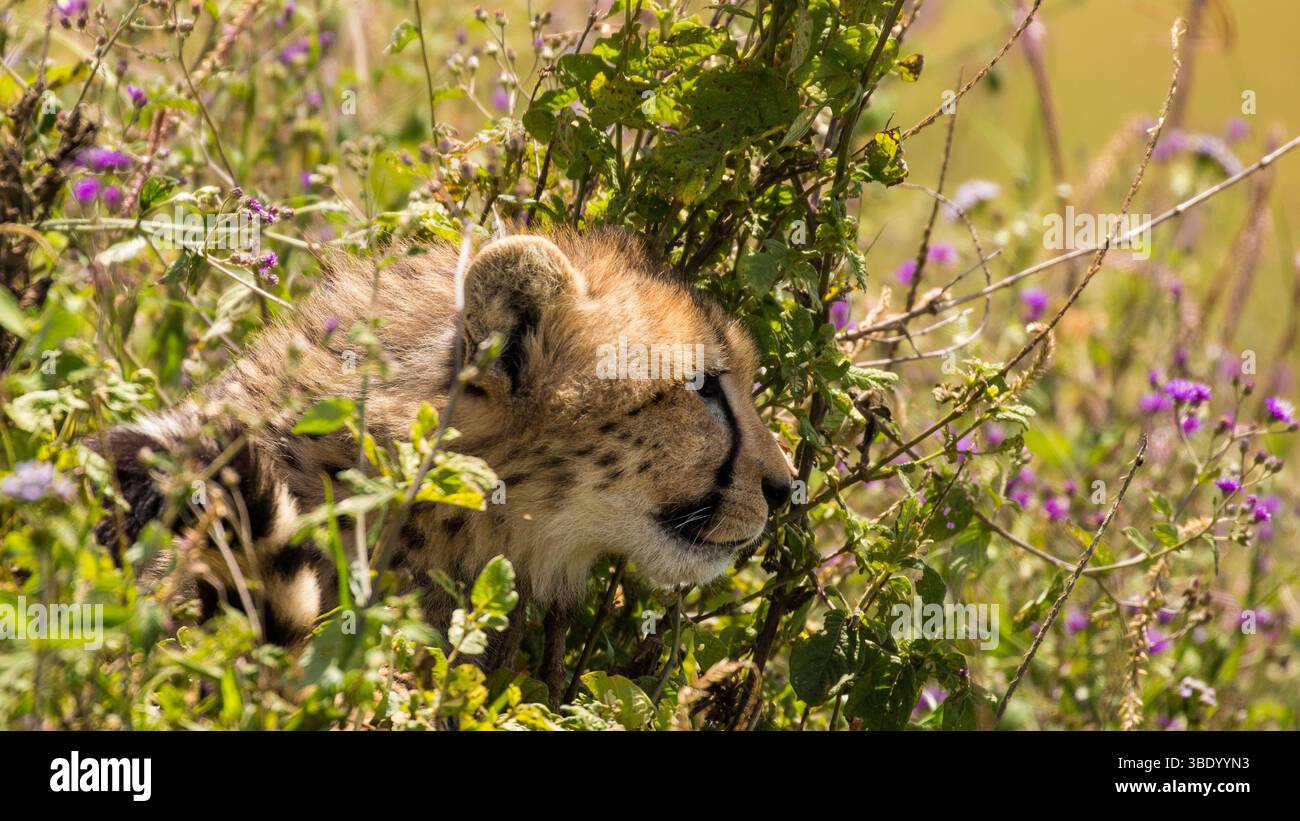 A young cheetah cub hides among wildflowers in the Serengeti, eyes ...