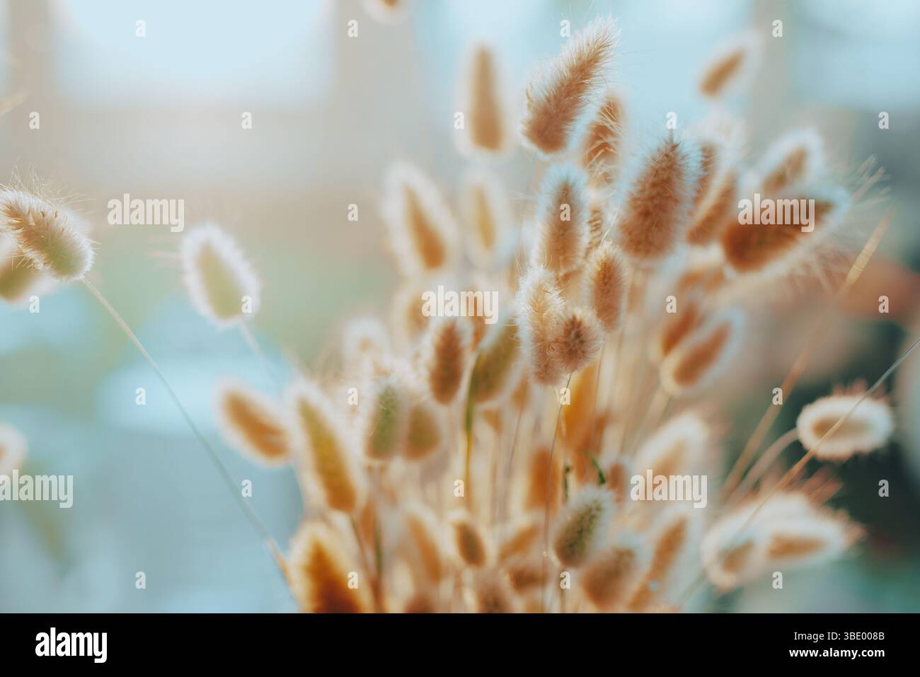 Dried flowers on window sill hi-res stock photography and images - Alamy