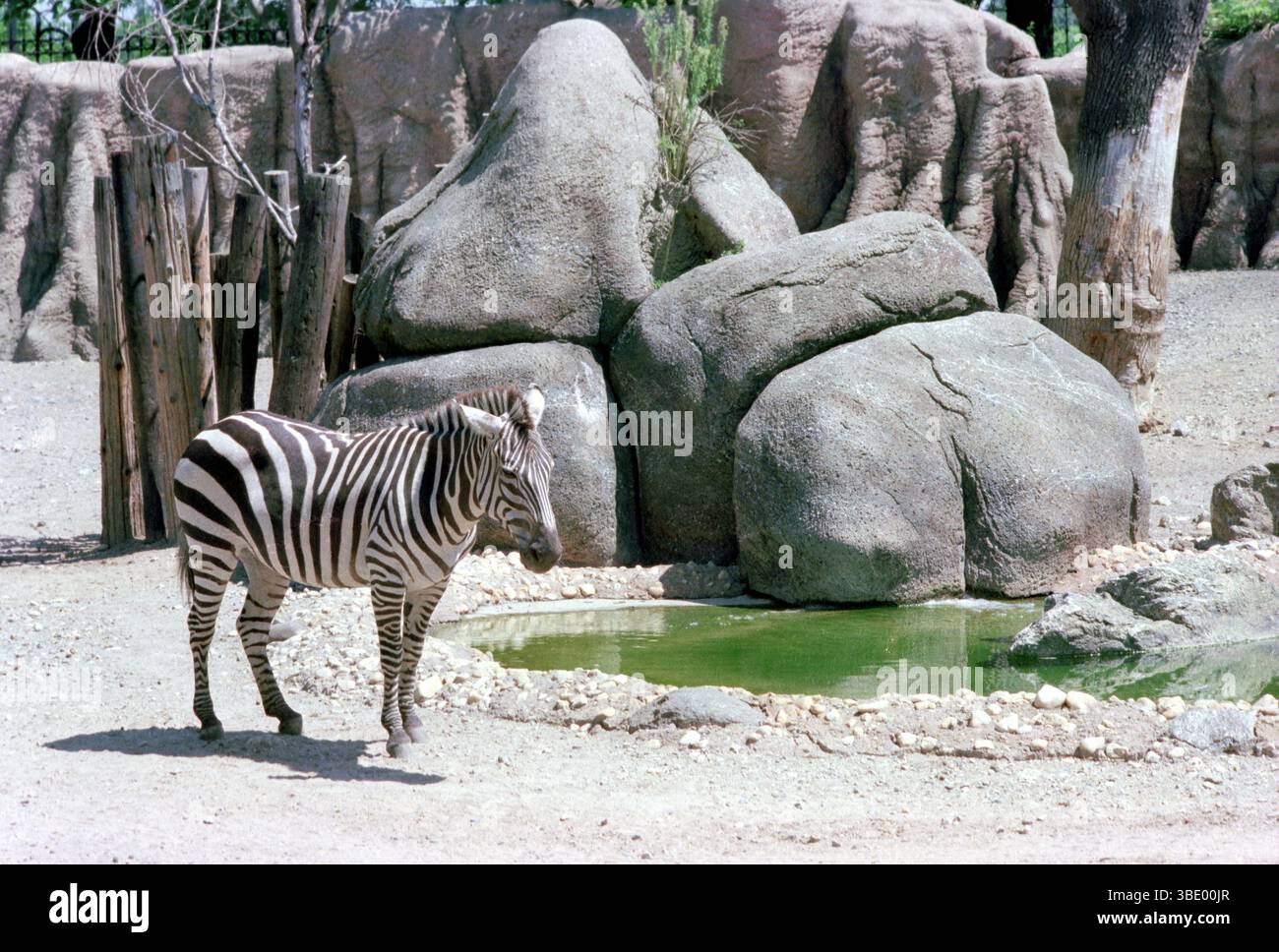 Zebra. Subgenus Hippotigris. Philadelphia Zoo. Philadelphia ...