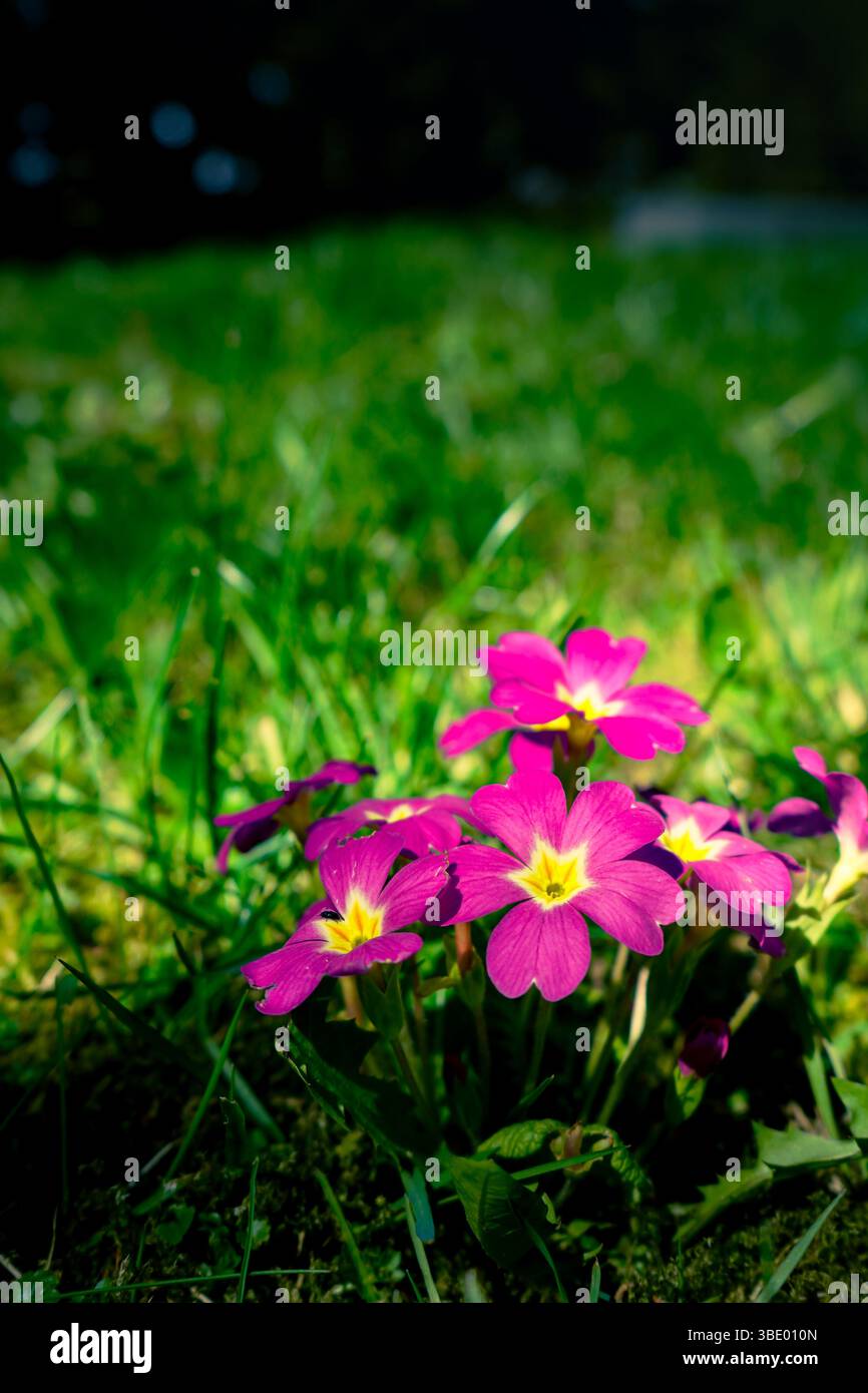 Cluster of vibrant magenta primroses blooming in sunlit grass. A ...