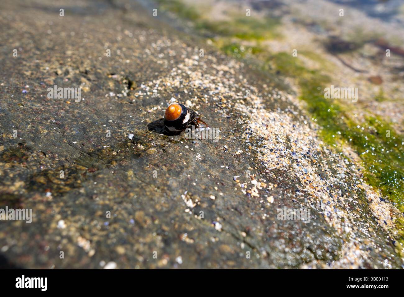 Invertebrate rock pool hi-res stock photography and images - Alamy