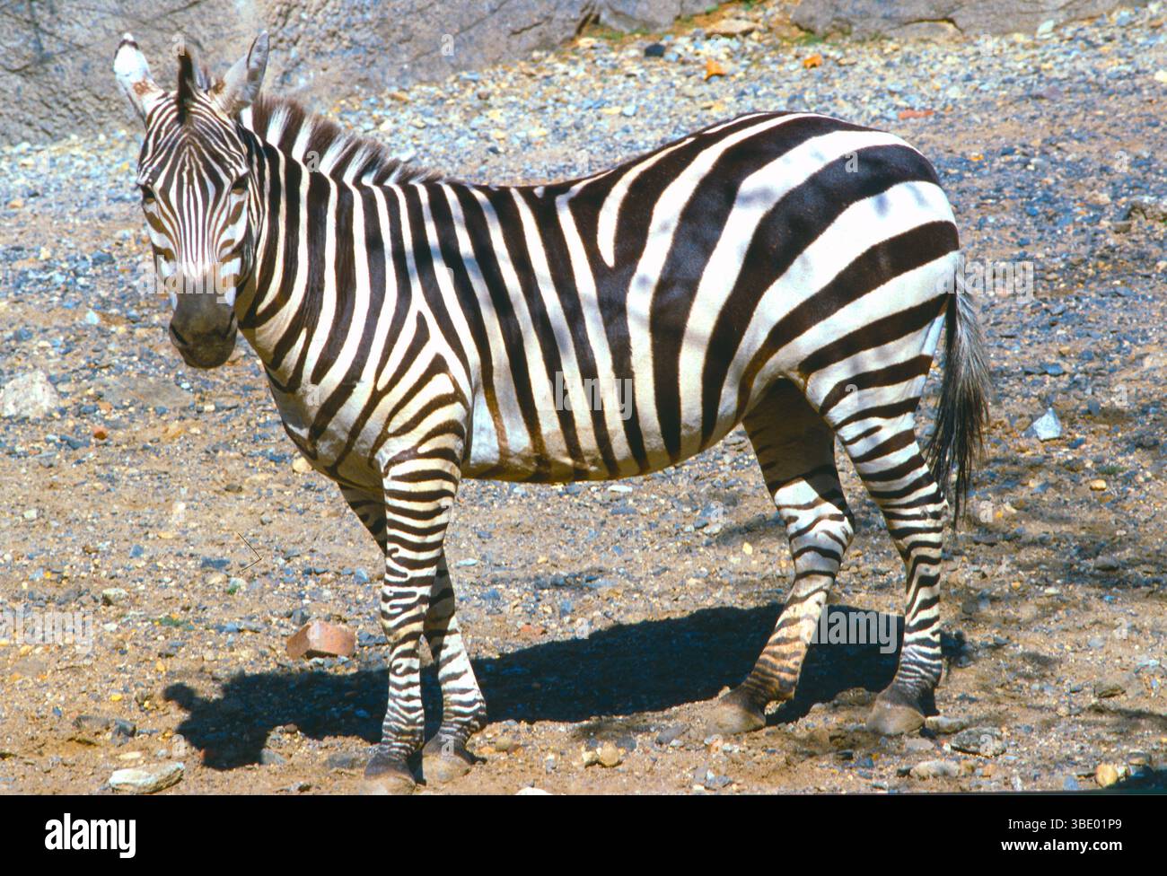 Zebra. Subgenus Hippotigris. Philadelphia Zoo. Philadelphia ...