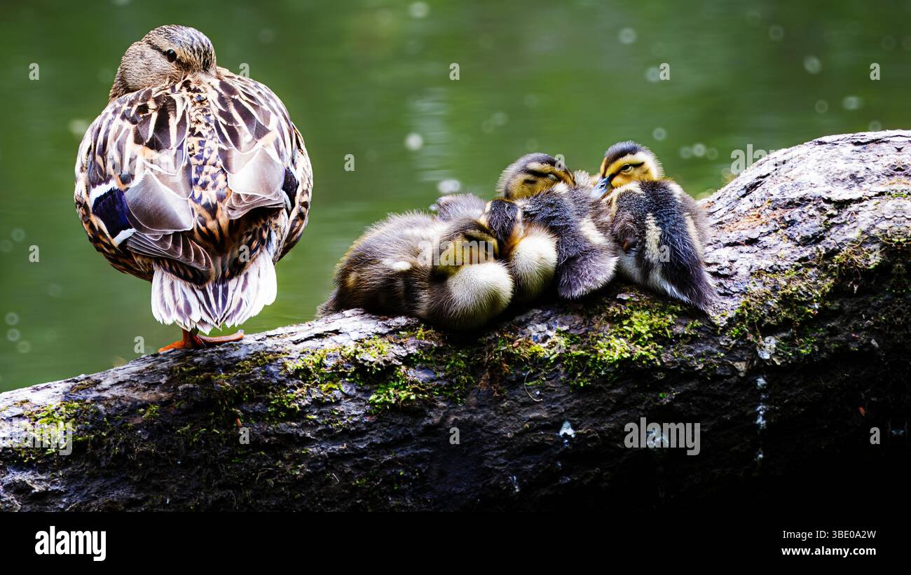 Mother Duck and ducklings take a nap on a log in the River Blyth ...