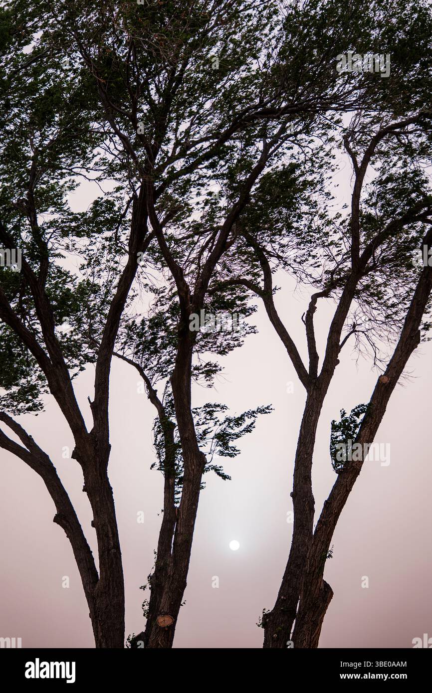 Sun obscured by dust; farm fields in severe dust storm; Roswell; New ...