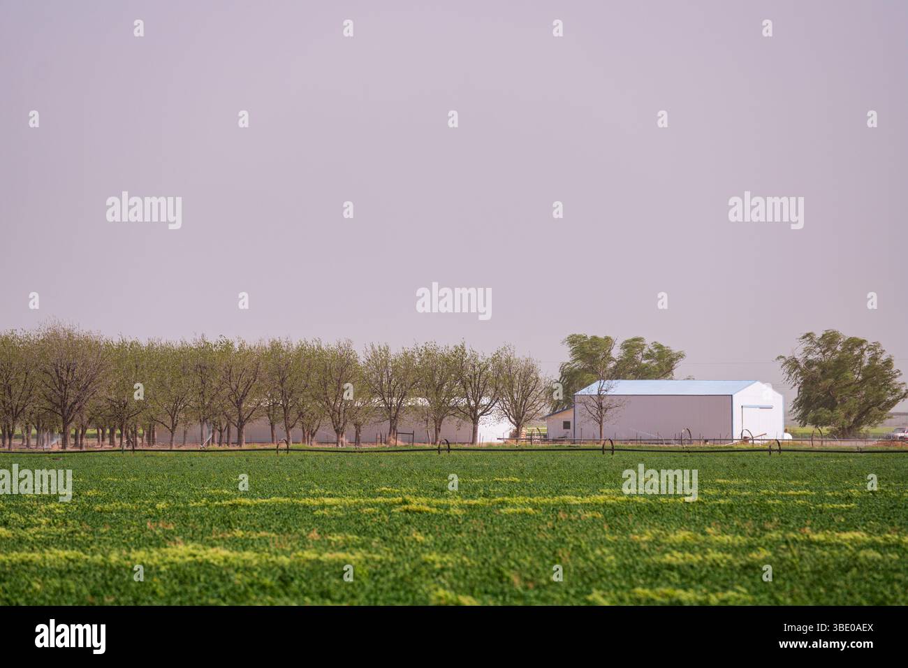 Farm fields & pecan trees in severe dust storm; Roswell; New Mexico ...
