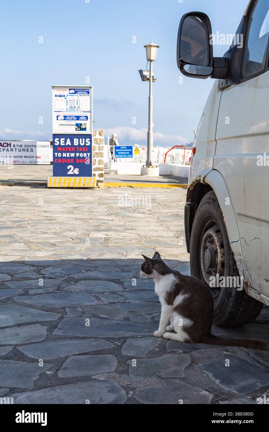 Mykonos, Greece - May 23rd 2018: A cat sits near a van by the Sea Bus ...