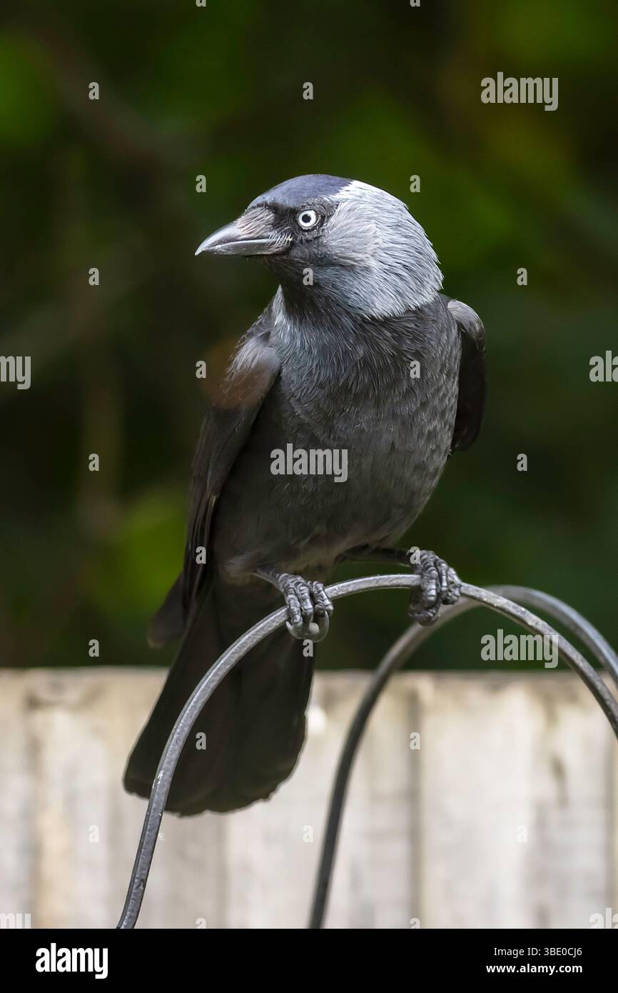 Clever jackdaw hi-res stock photography and images - Alamy