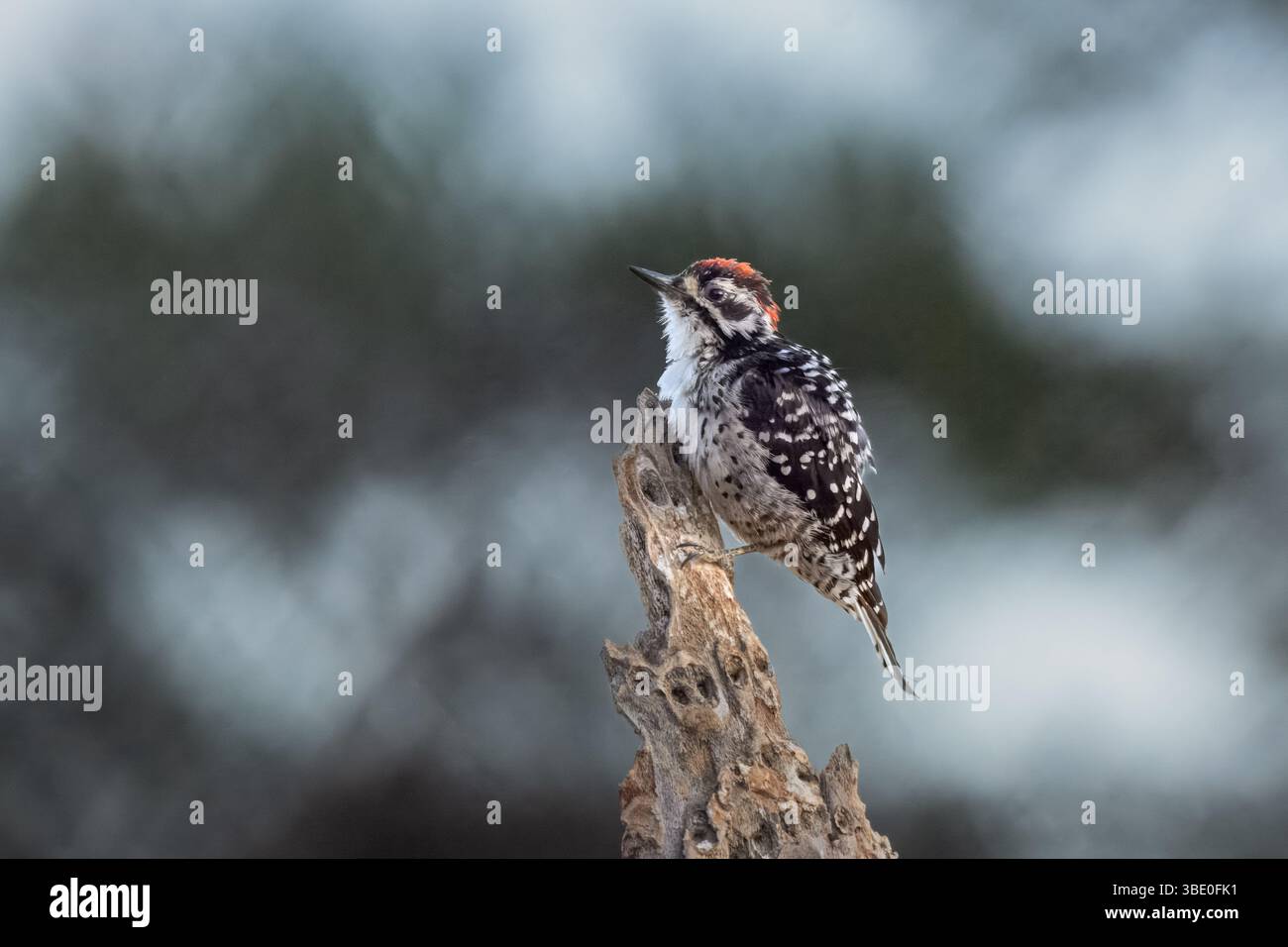 A Nuttall's woodpecker (Dryobates nuttallii) cambers up a broken Joshua ...