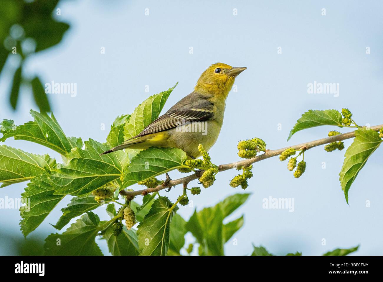 A female Western tanager (Piranga ludoviciana) sits on a branch in a ...