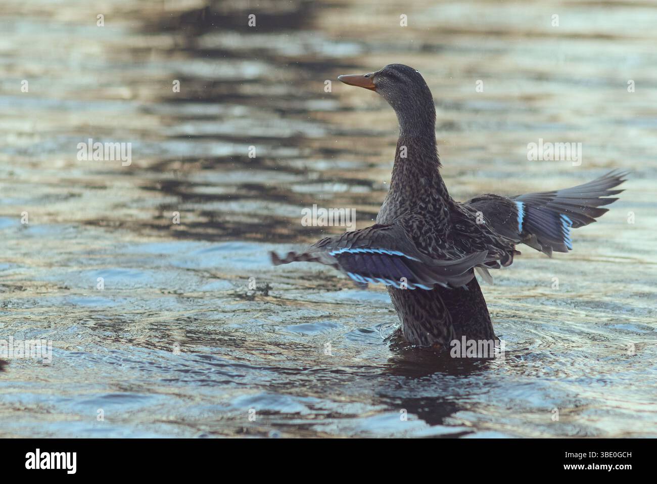 Wild duck female on lake stretching wings on lake surface Stock Photo ...