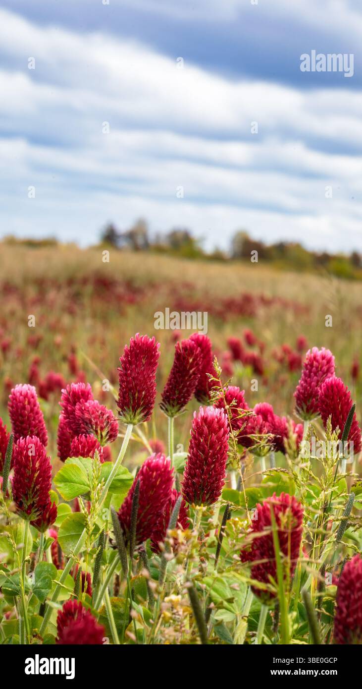 Crimson Clover Bloom, Agricultural Field at Togston, Northumberland ...