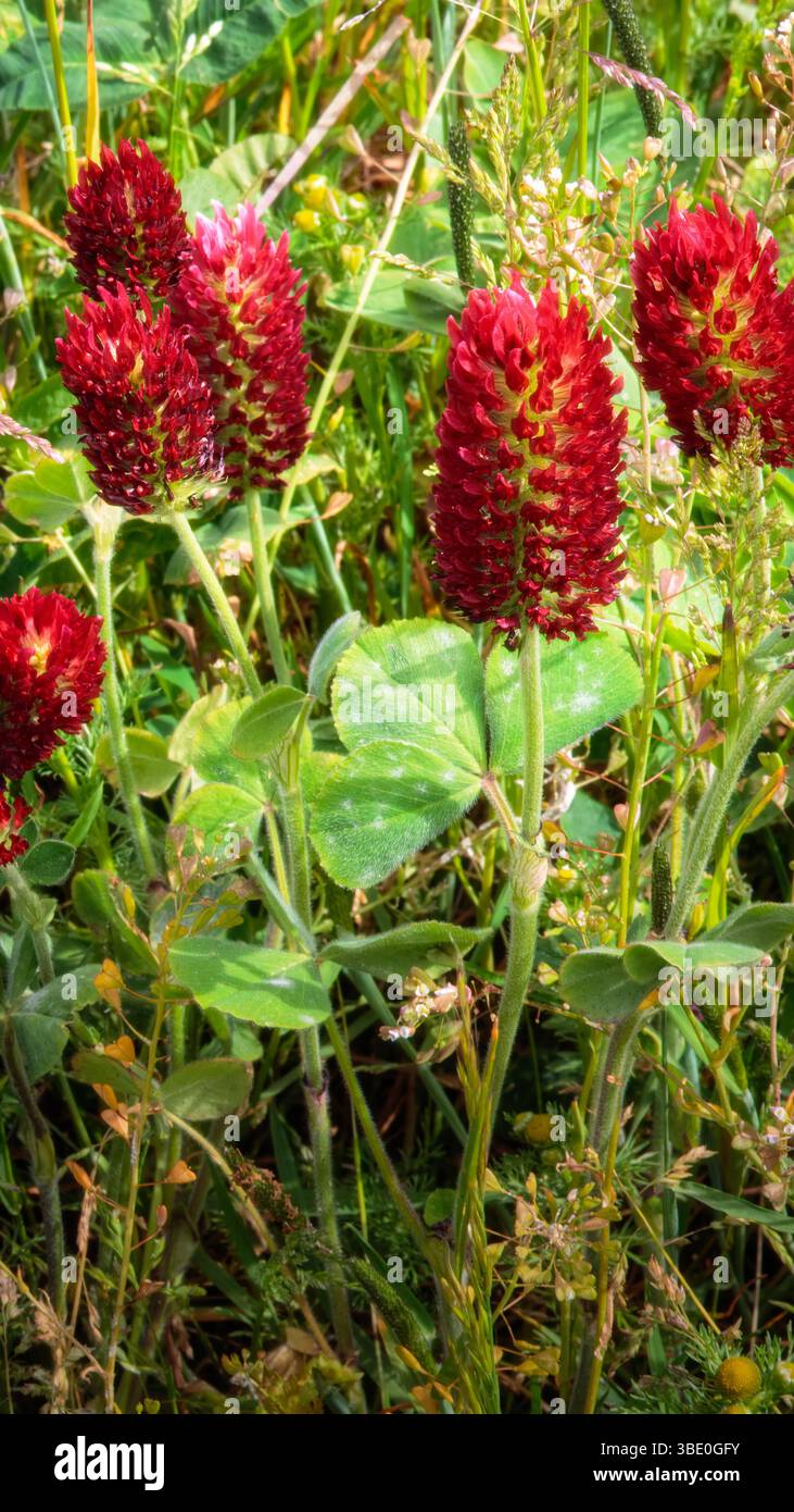 Crimson Clover Bloom, Agricultural Field at Togston, Northumberland ...
