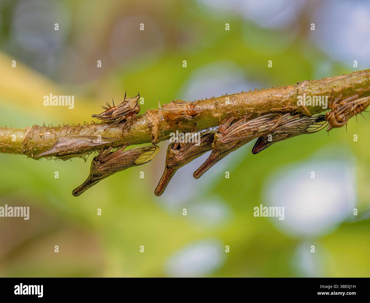 Macro photography of a row of exotic lantana treehoppers on a branch ...